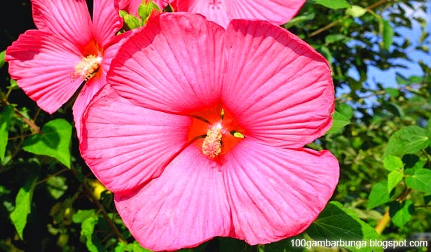 Gambar Bunga Sepatu Berbagai Varietas dari Penjuru Dunia | Gambar Bunga